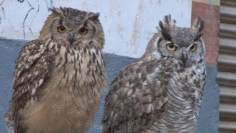 Horned eagle domesticated owls looking a... | Stock Video | Pond5