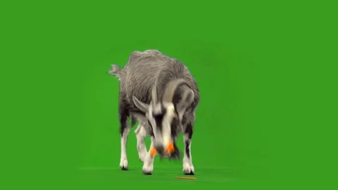 Goat Green Screen Stock Video Footage | Royalty Free Goat Green Screen ...