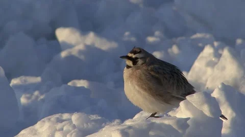 Lark Song Stock Videos – Royalty-Free HD & 4K Videos