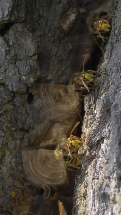 Black Head Hornets Stock Videos – Royalty-Free HD & 4K Videos