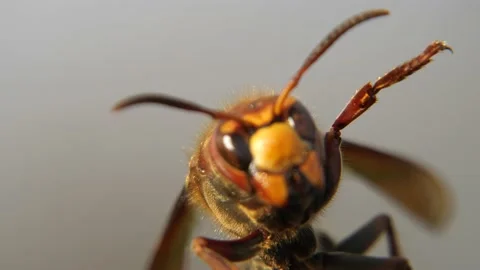 Hornet large predatory insects. | Stock Video | Pond5