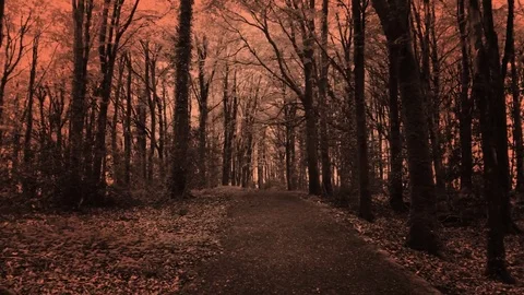 Beast Stock Video Footage | Royalty Free Beast Videos | Pond5