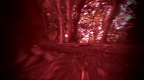 Horror Forest Stock Video Footage | Royalty Free Horror Forest Videos ...