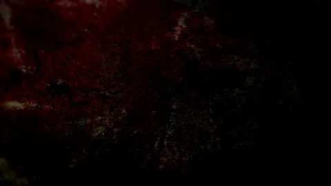 Horror Intro Stock Videos – Royalty-Free HD & 4K Videos