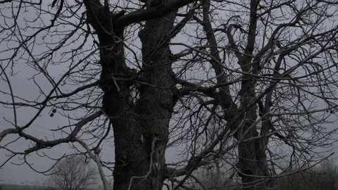 Horror movie tree | Stock Video | Pond5
