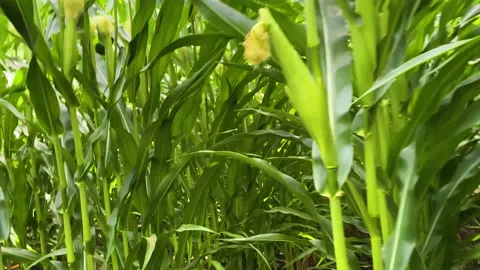 Horror Running Stock Video Footage | Royalty Free Horror Running Videos ...