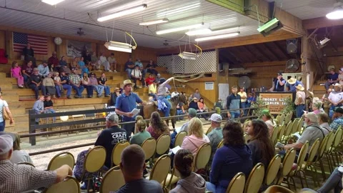 Horse Bidder Stock Videos – Royalty-Free HD & 4K Videos | Pond5