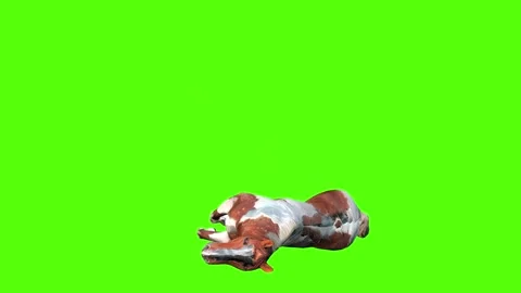 Death The Horse Stock Videos – Royalty-Free HD & 4K Videos | Pond5