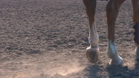 Horse Defecating Stock Video Footage | Royalty Free Horse Defecating ...