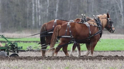 Horse Drawn Plow Ploughing a Field with ... | Stock Video | Pond5