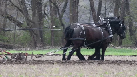 Horse Drawn Plow Ploughing a Field with ... | Stock Video | Pond5