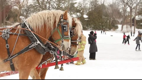 Horse Ride Sleigh Stock Videos – Royalty-Free HD & 4K Videos