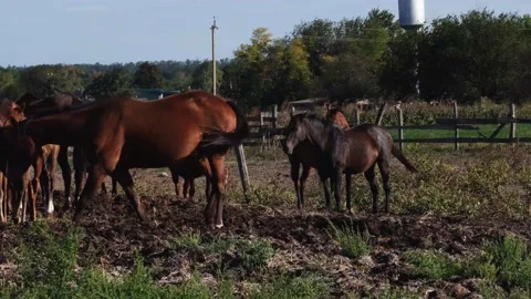 Horse Animal Videos Stock Videos – Royalty-Free HD & 4K Videos | Pond5