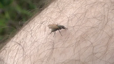 Bloodborne Stock Footage ~ Royalty Free Stock Videos | Pond5