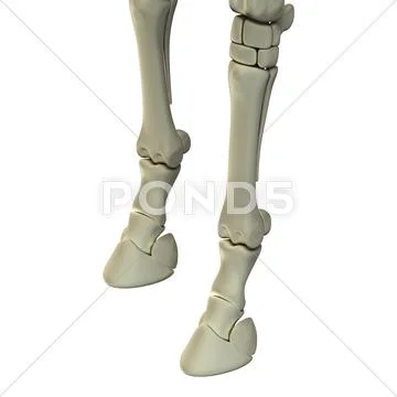 Horse Front Leg Bones - Horse Equus Anatomy - isolated on white ...