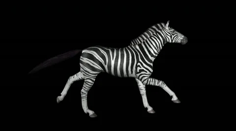 Horse Gallop - Zebra - Side To Right - L... | Stock Video | Pond5