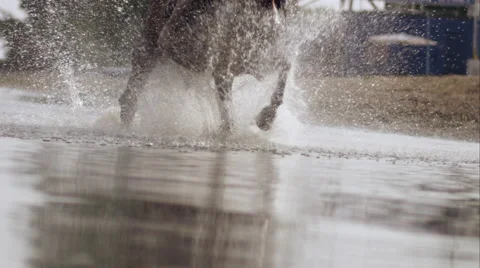Horse Run Stock Footage ~ Royalty Free Stock Videos | Pond5