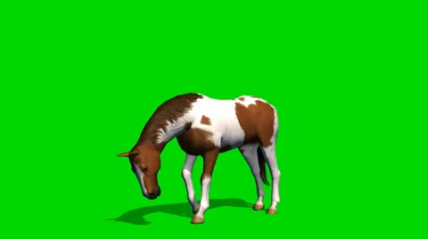 Green Screen Horse Stock Video Footage | Royalty Free Green Screen ...