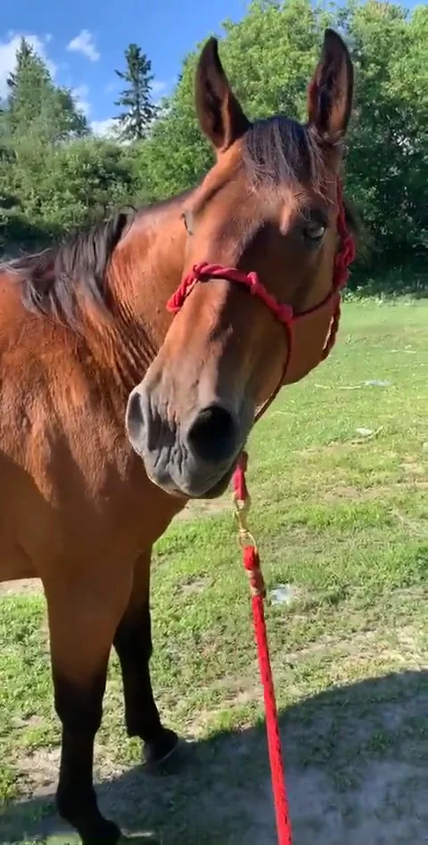 Hoarse Stock Footage ~ Royalty Free Stock Videos | Pond5