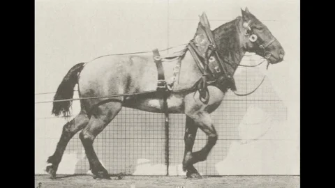 Animation Horse Full Stock Videos – Royalty-Free HD & 4K Videos