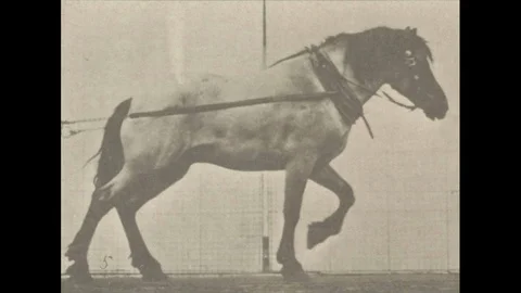 Animation Horse Full Stock Videos – Royalty-Free HD & 4K Videos