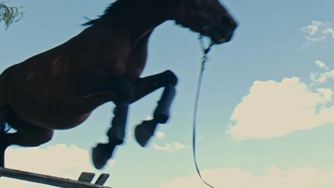 Images Horse Jumping Stock Videos – Royalty-Free HD & 4K Videos