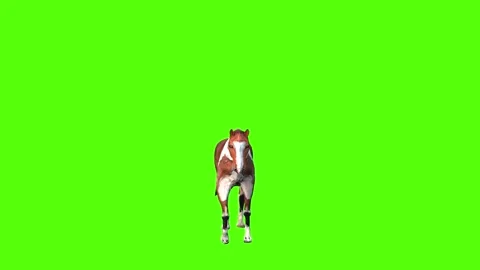 Horse Kick Ground Green Sccreen Animatio... | Stock Video | Pond5