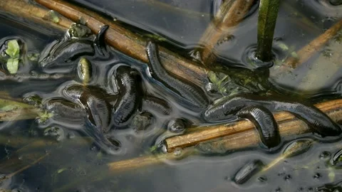 Horse leech and fly maggots feeding on a... | Stock Video | Pond5