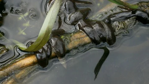 Horse leech and fly maggots feeding on a... | Stock Video | Pond5