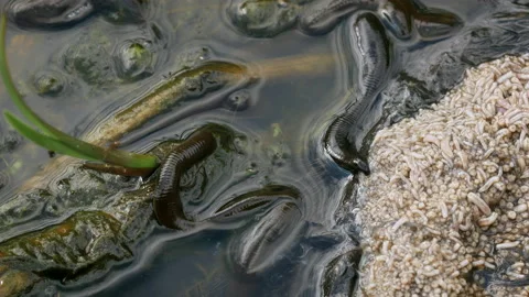 Horse leech and fly maggots feeding on a... | Stock Video | Pond5