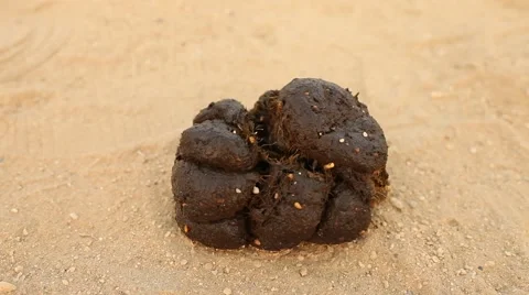 Horse Pooping Stock Video Footage | Royalty Free Horse Pooping Videos ...