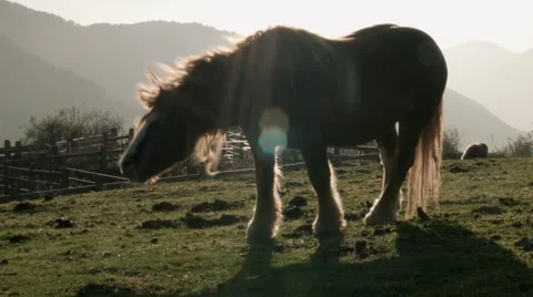 Whinny Horse Stock Footage ~ Royalty Free Stock Videos | Pond5