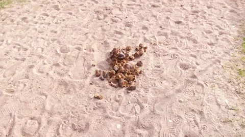 Porop Stock Video Footage | Royalty Free Porop Videos | Pond5