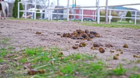 Horse Pooping Stock Video Footage | Royalty Free Horse Pooping Videos ...