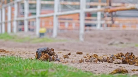 Horse Pooppooping Stock Video Footage | Royalty Free Horse Pooppooping ...