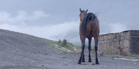 Horse Pooping Stock Videos – Royalty-Free HD & 4K Videos