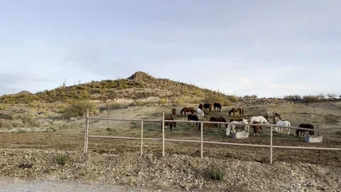 Horse Ranch at Spur Cross Ranch Park Ari... | Stock Video | Pond5