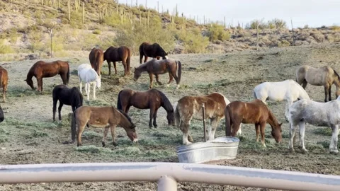 Horse Ranch at Spur Cross Ranch | Stock Video | Pond5