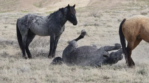 Horse rolling on the ground and kicking | Stock Video | Pond5