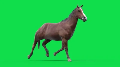 Horse Runcycle Green Screen Animals Loop... | Stock Video | Pond5