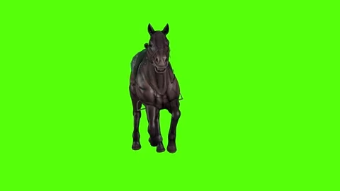 Green Screen Horse Stock Video Footage | Royalty Free Green Screen ...
