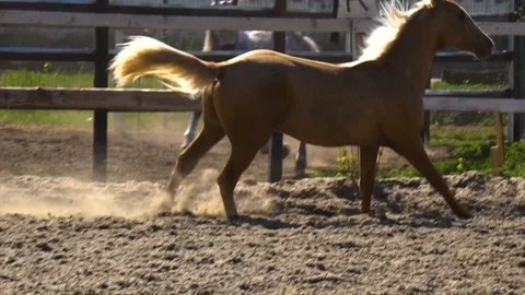 Horse running in slow-motion in contour ... | Stock Video | Pond5
