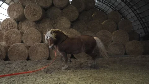 Frost Arena Stock Videos – Royalty-Free HD & 4K Videos