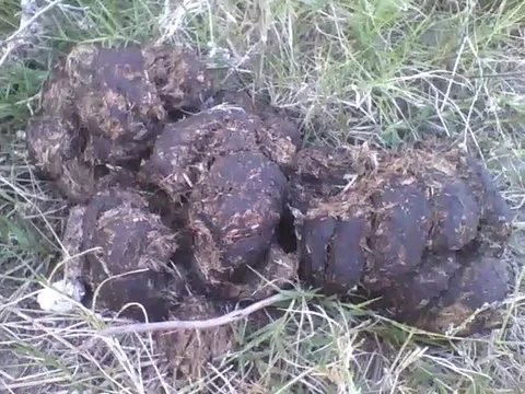 Horse shit, the poop was big, it sucks t... | Stock Video | Pond5