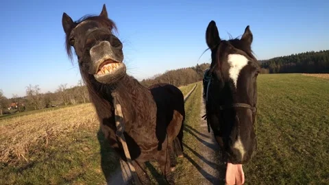 Funny Horse Laugh Stock Video Footage | Royalty Free Funny Horse Laugh ...