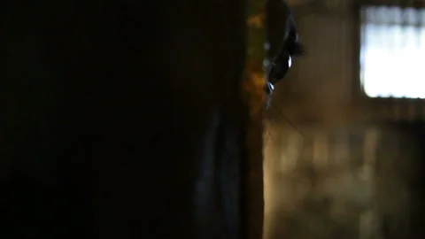 Horse Ba Stock Videos – Royalty-Free HD & 4K Videos