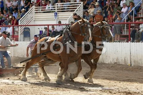 Horse team pulling heavy sled Stock Image ~ #11400096