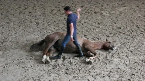 Livestock Show Traininh Stock Videos – Royalty-Free HD & 4K Videos | Pond5