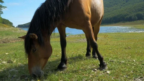 Horse trying to eat camera, funny | Stock Video | Pond5