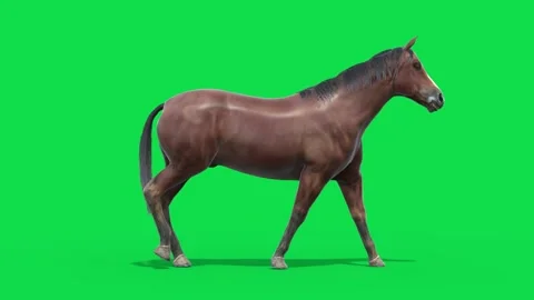 Horse Green Screen Stock Footage ~ Royalty Free Stock Videos | Pond5